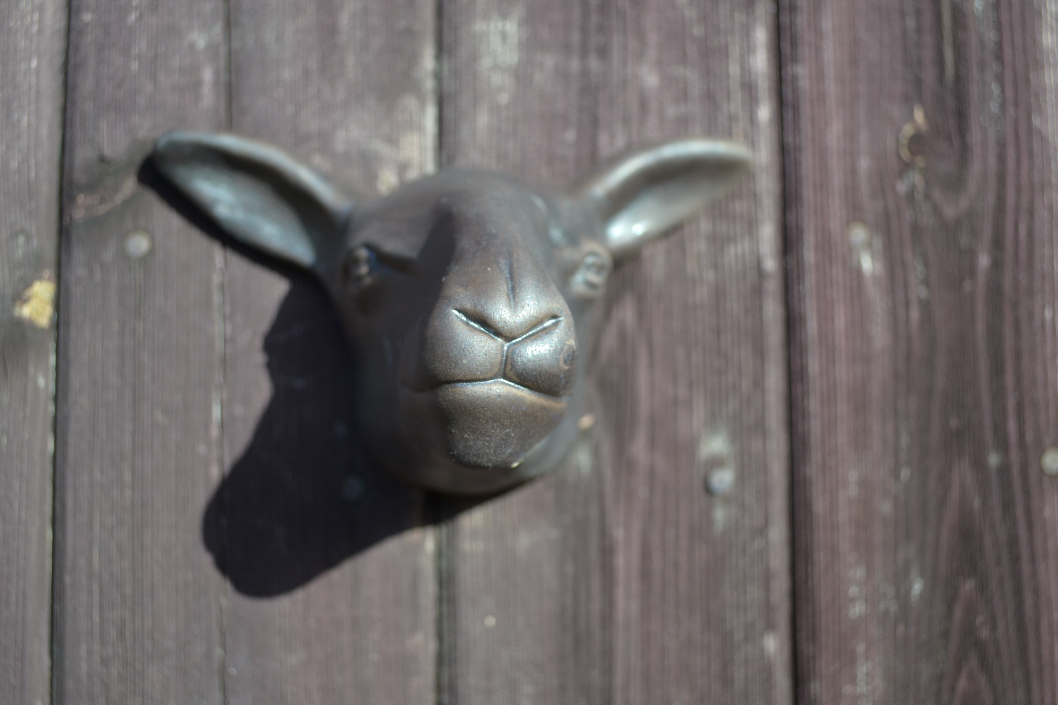 Dark Sheep Head - Jon Barrett-Danes